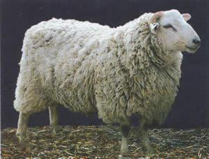 BC Purebred Sheep Breeders' Association