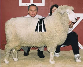 BC Purebred Sheep Breeders' Association