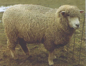 BC Purebred Sheep Breeders' Association