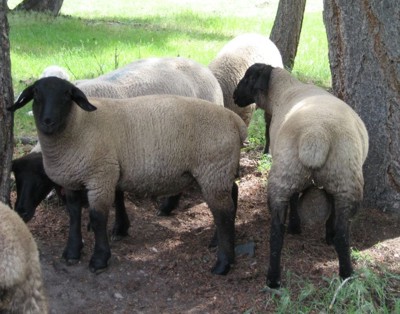 BC Purebred Sheep Breeders' Association