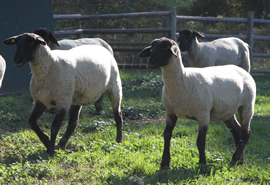 Purebred Sheep Breeders in British Columbia